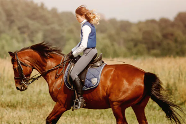 Nieuw oordeel in fjordenpaardenzaak: val ongediplomeerde ruiter niet ...